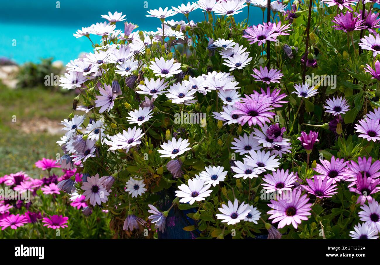 Osteospermum Red High Resolution Stock Photography and Images - Alamy