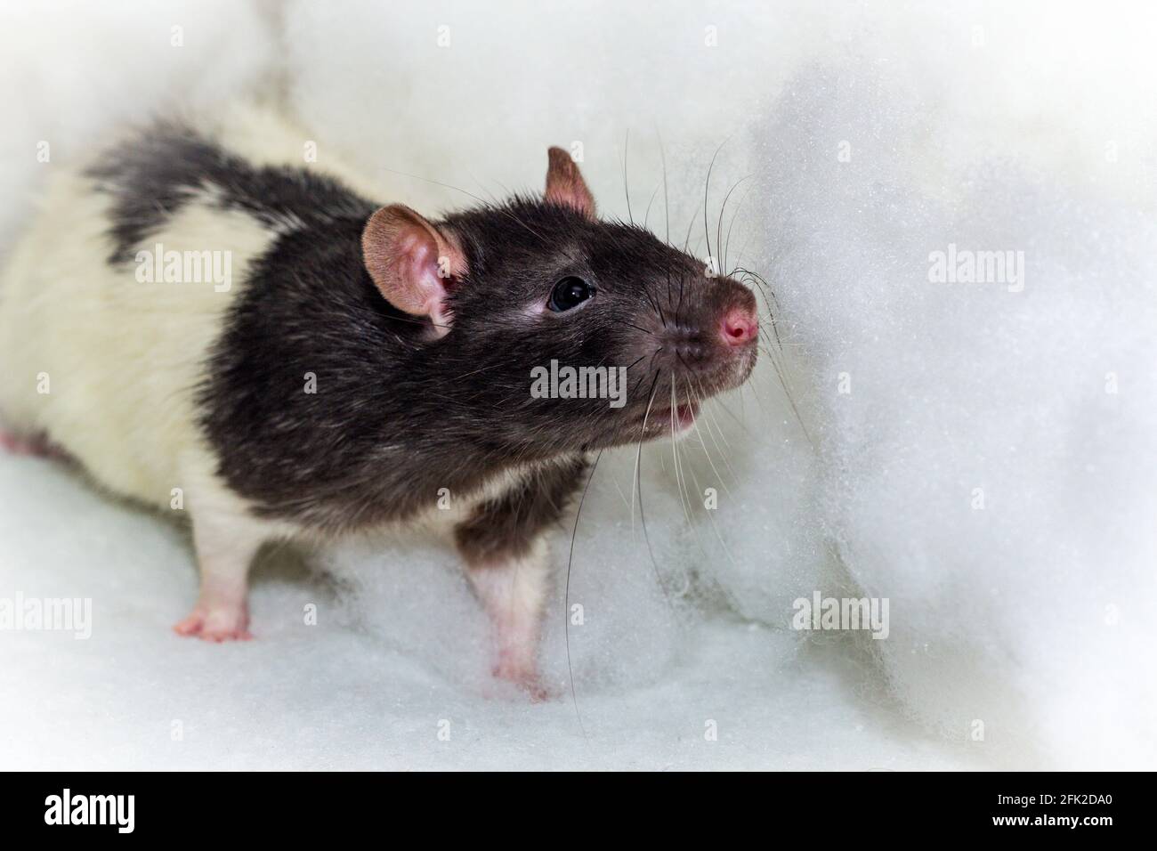 Angelic pet fancy hooded rat playing in the heavenly clouds Stock Photo ...