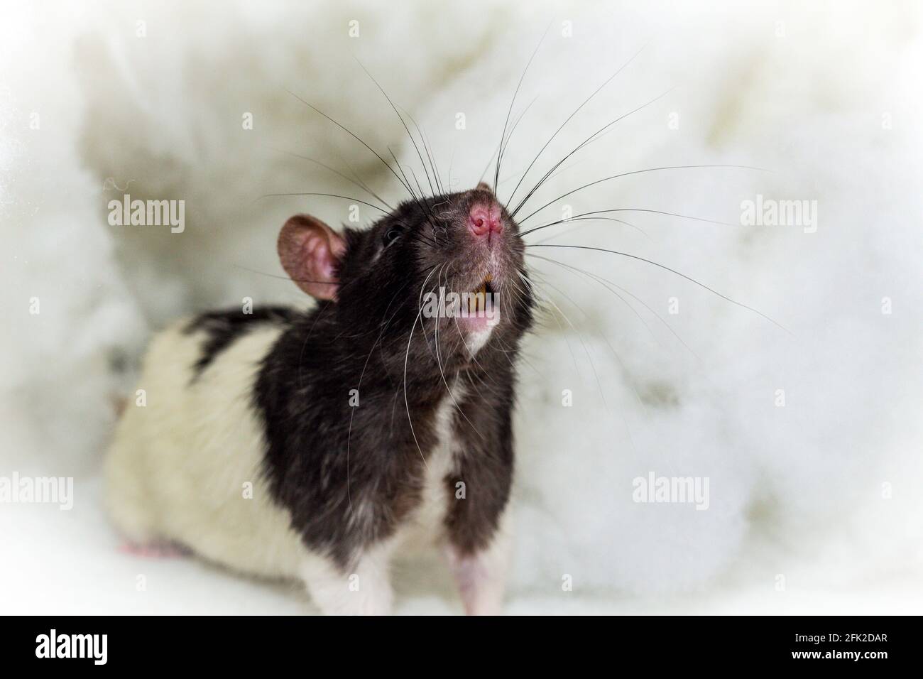 Angelic pet fancy hooded rat playing in the heavenly clouds Stock Photo ...
