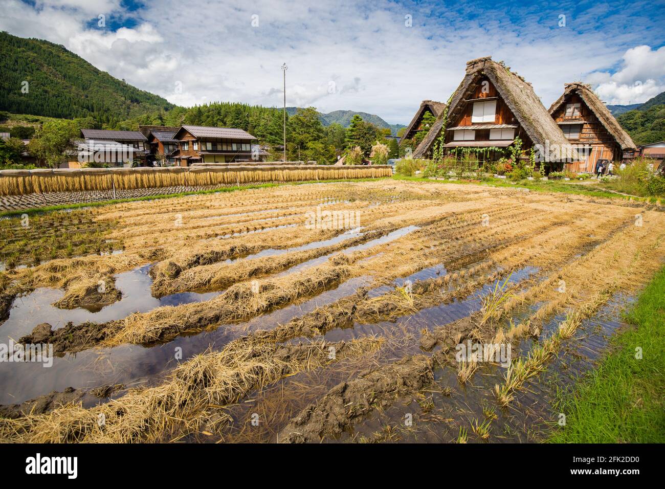 Rice paddy field and a small traditional Japanese building with a ...