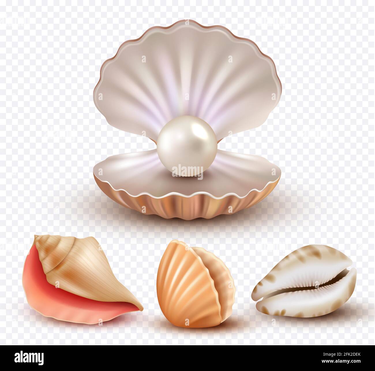 Sea Shells Underwater