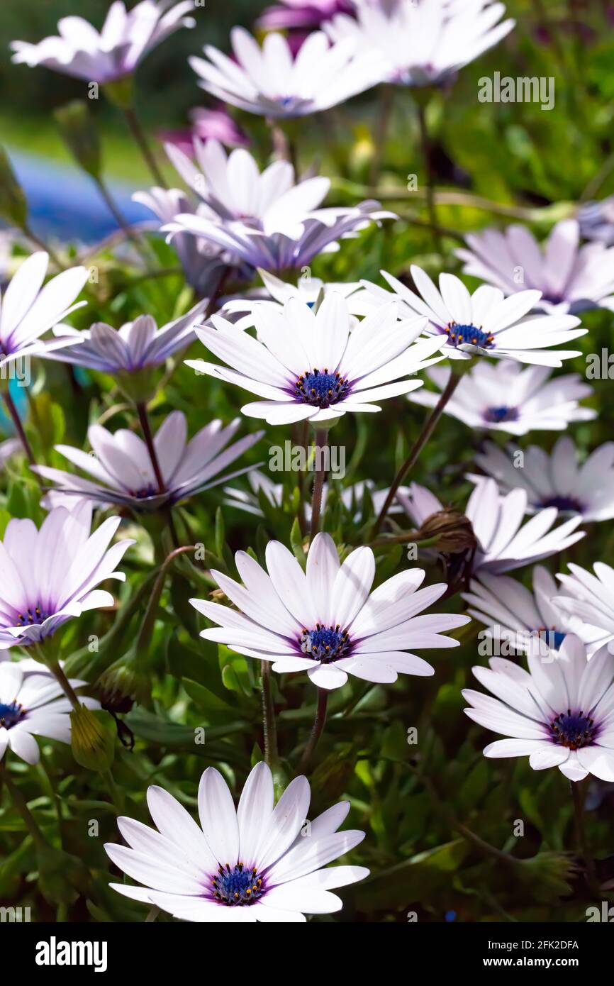 African daisies hi-res stock photography and images - Alamy