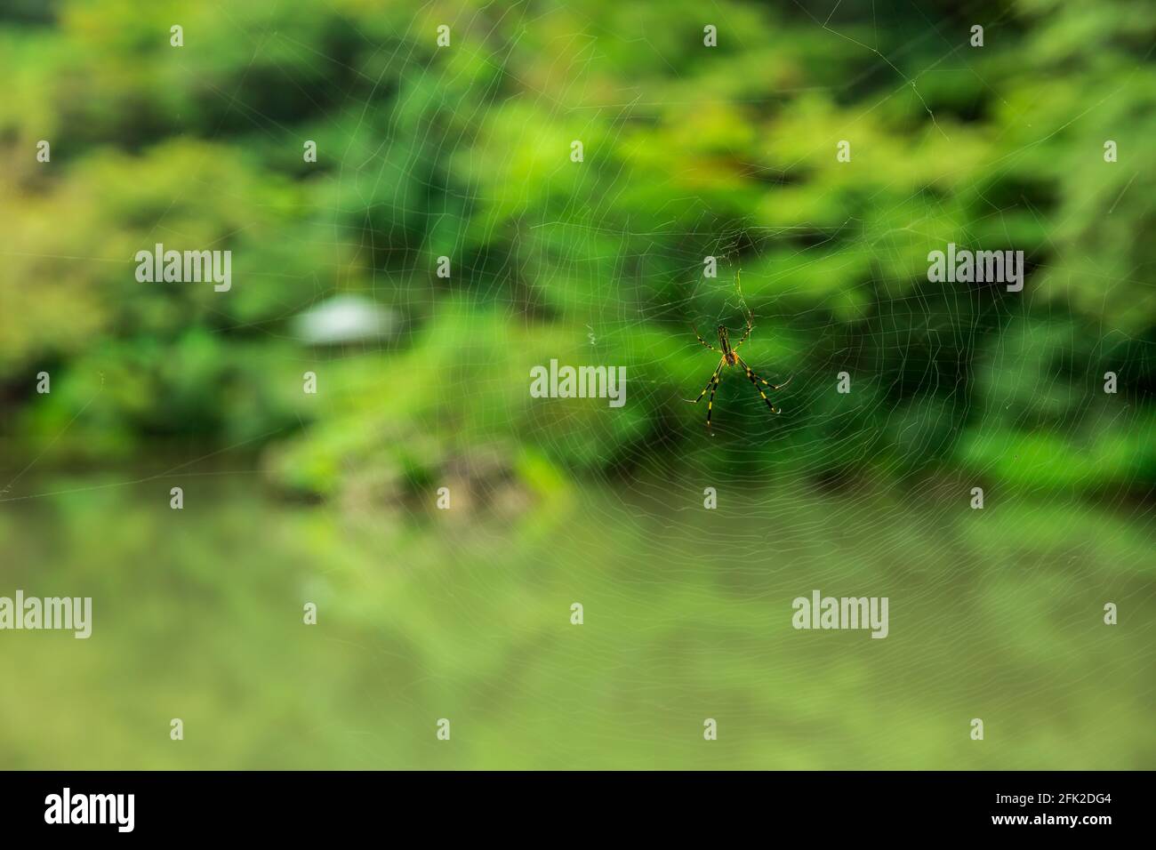 Spider in a spiderweb hanging in a bamboo grove between trees in the ...