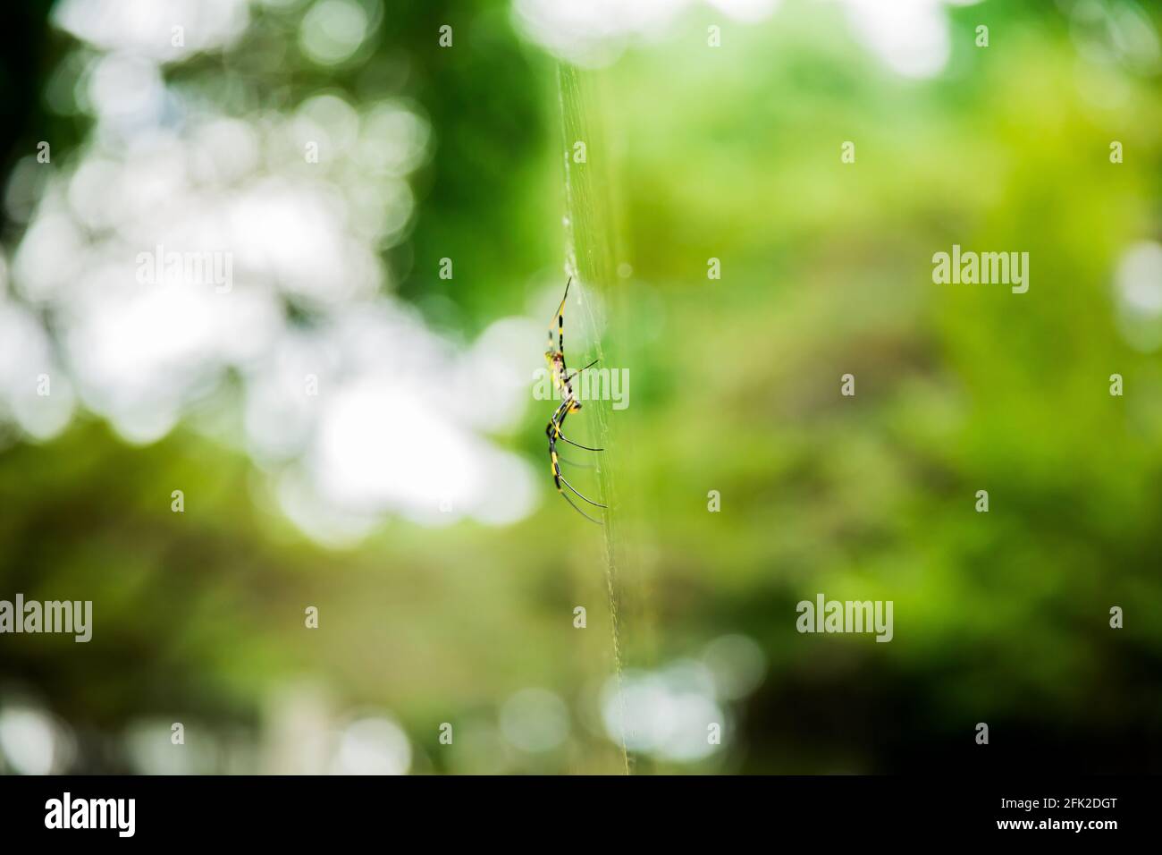Spider in a spiderweb hanging in a bamboo grove between trees in the ...