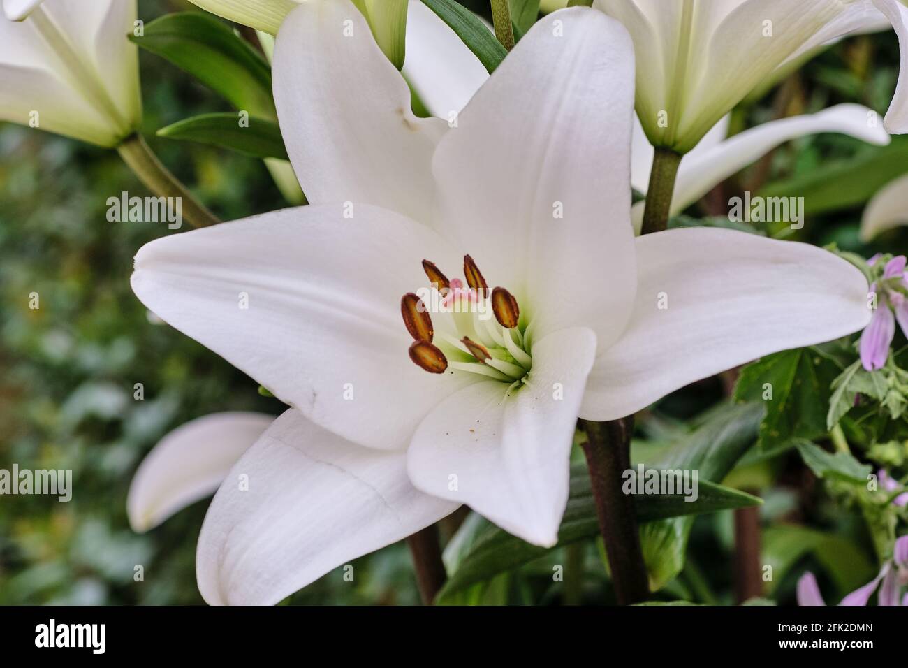 closeup photo of a white lily Stock Photo - Alamy