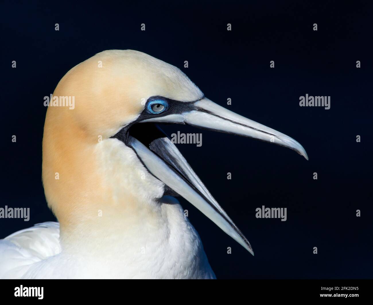 Scottish gannet hi-res stock photography and images - Alamy