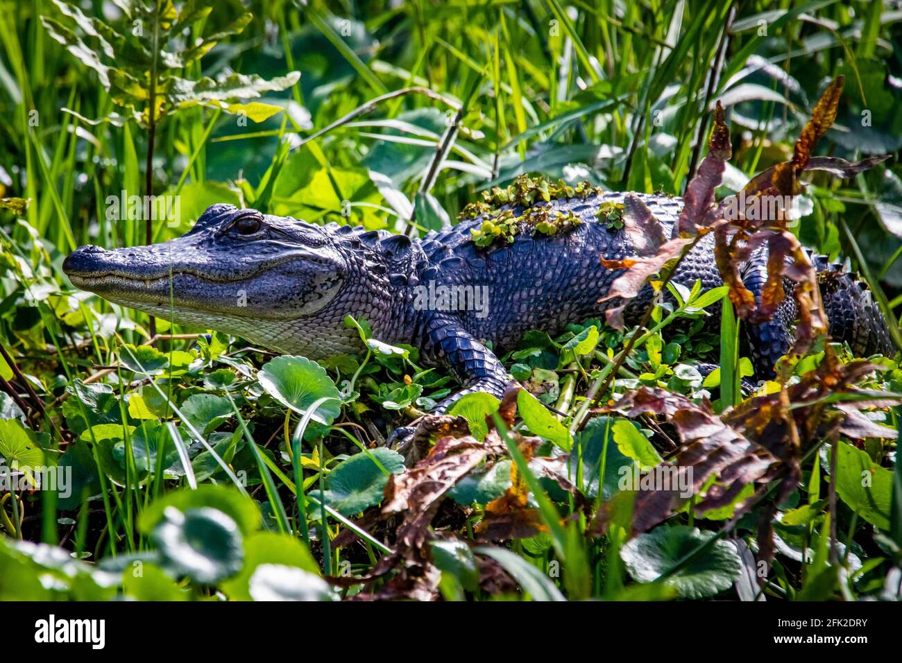 Large alligator laying in the grass under the sun alone Stock Photo - Alamy