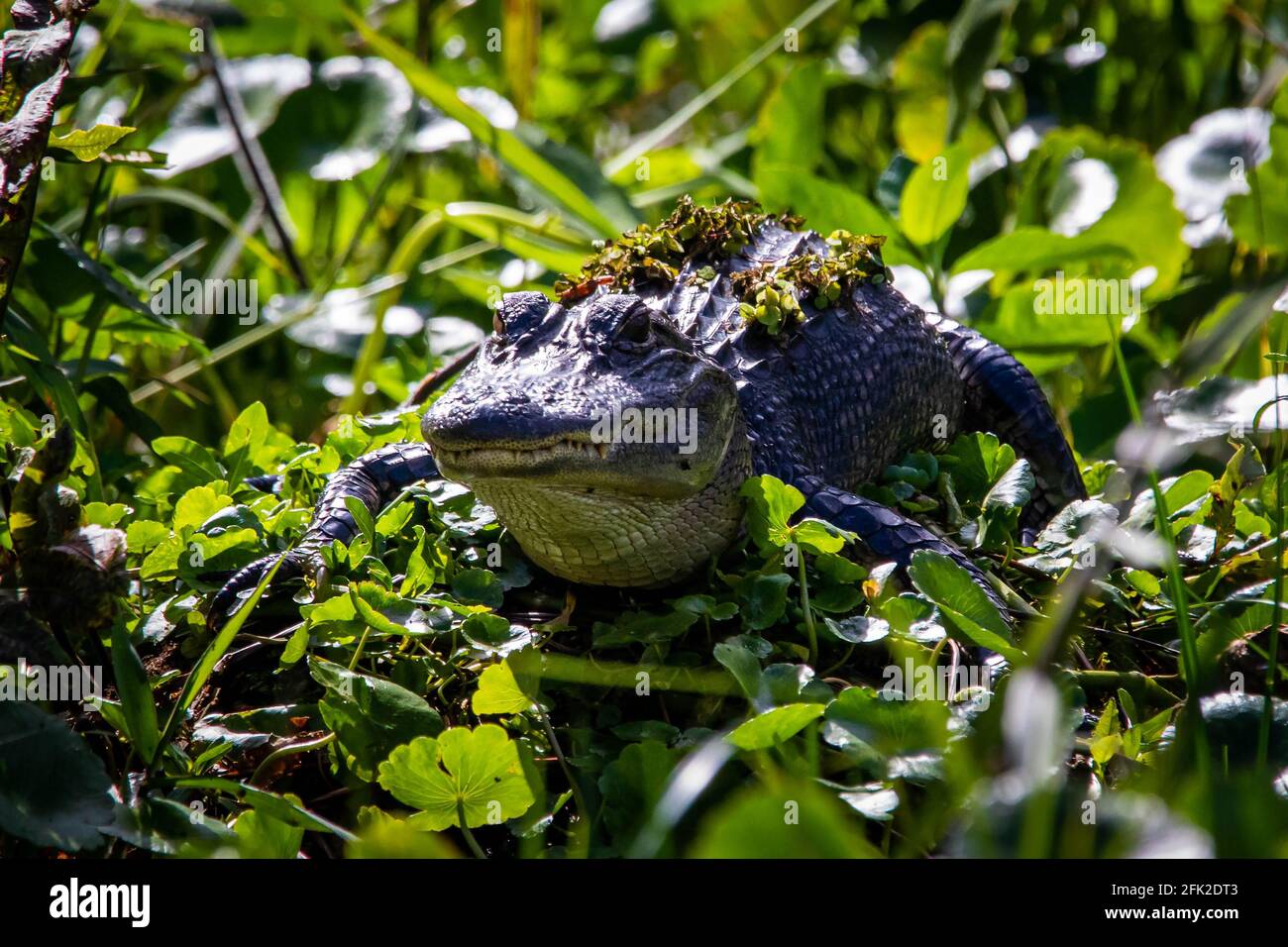 Large alligator laying in the grass under the sun alone Stock Photo - Alamy