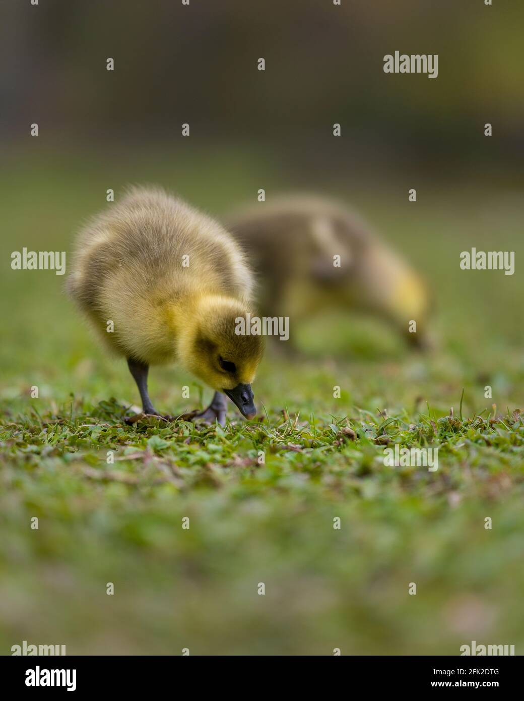 bird, animal, goose, baby, gosling, grass, nature, wildlife, cute ...