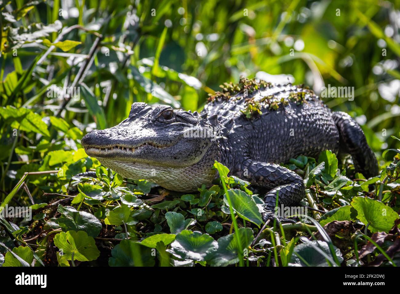 Large alligator laying in the grass under the sun alone Stock Photo - Alamy