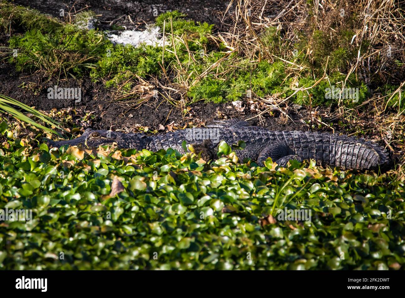 Large alligator laying in the grass under the sun alone Stock Photo - Alamy