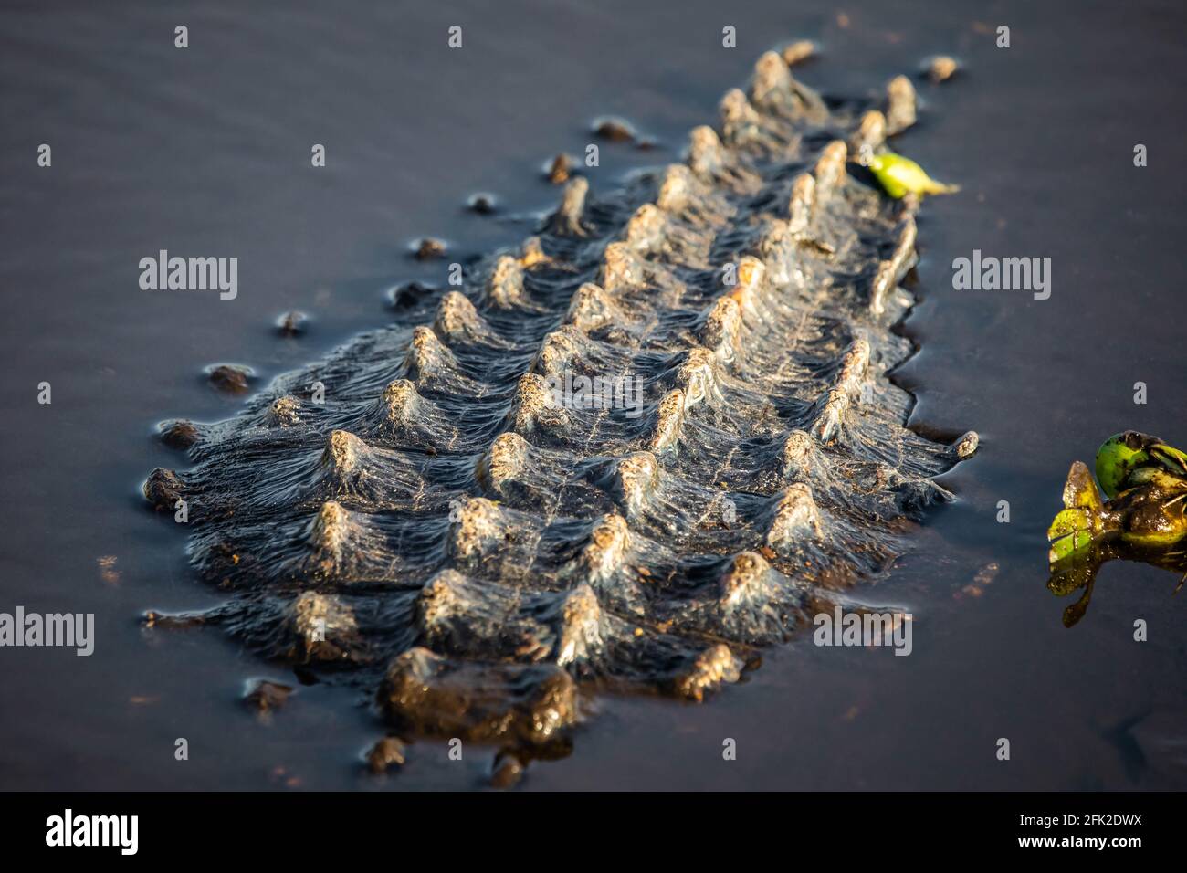 Large alligator back laying in the water under the sun close up Stock ...