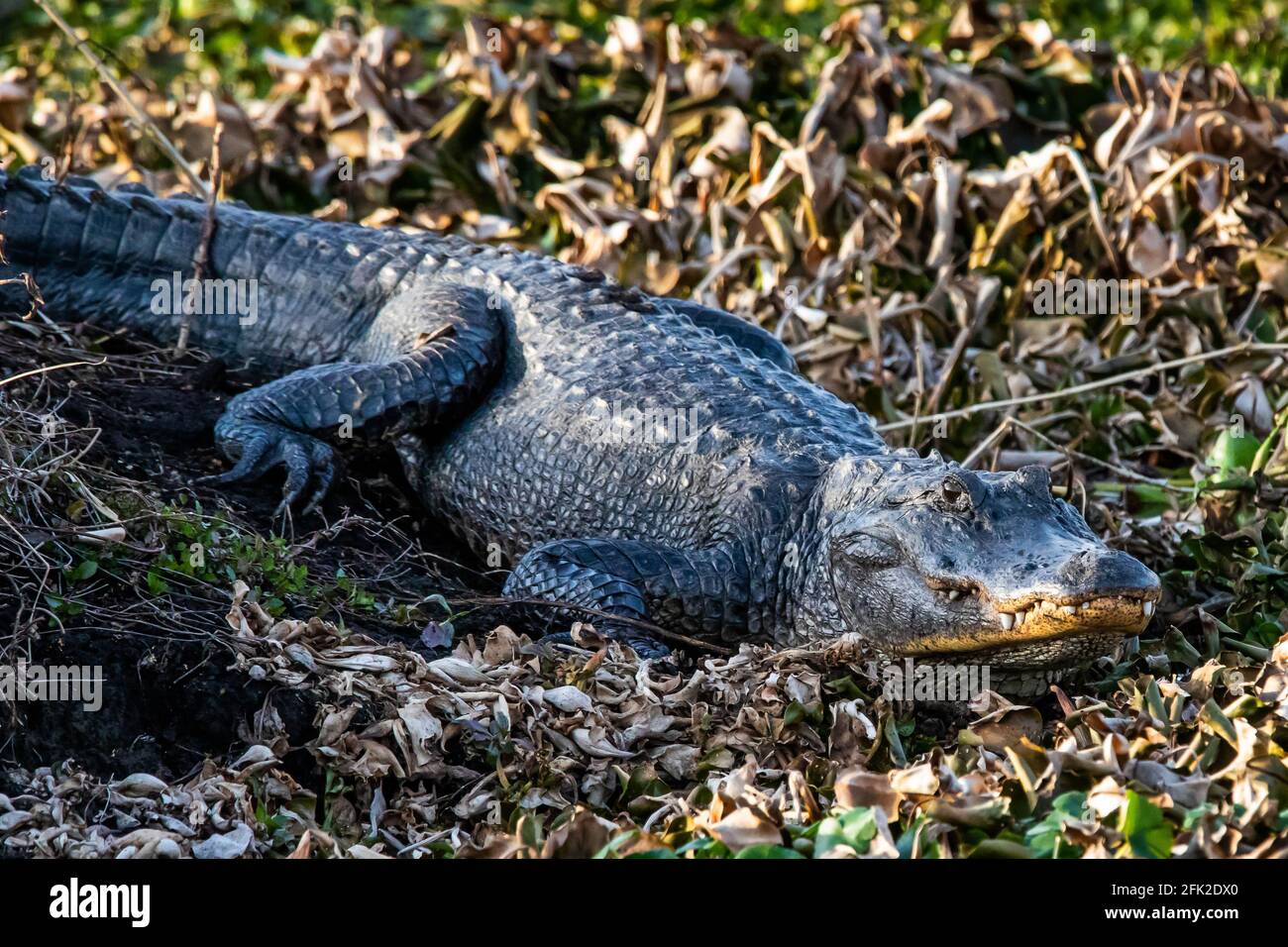 Large alligator laying in the grass under the sun alone Stock Photo - Alamy