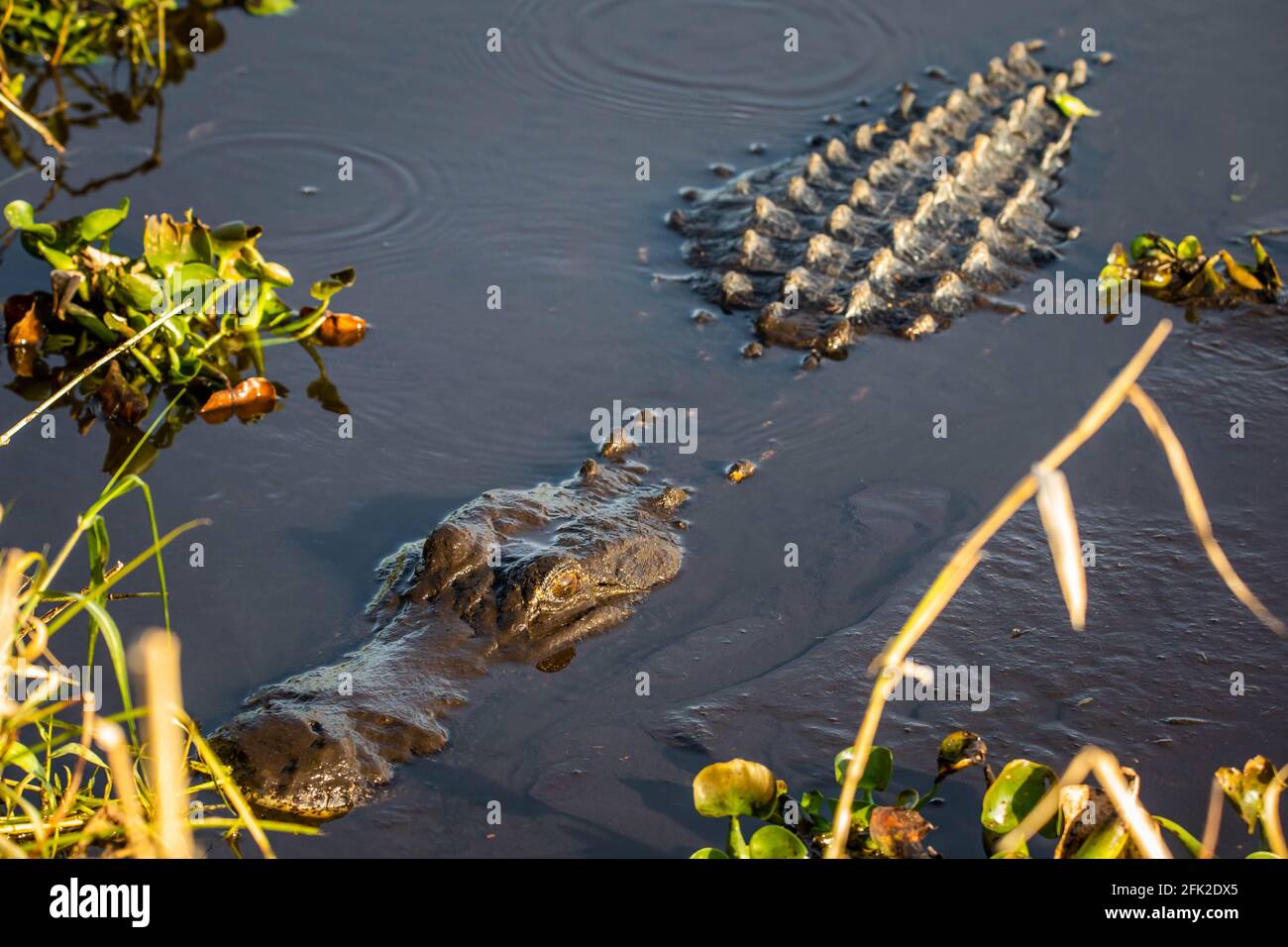 Large alligator laying in the water under the sun alone Stock Photo - Alamy