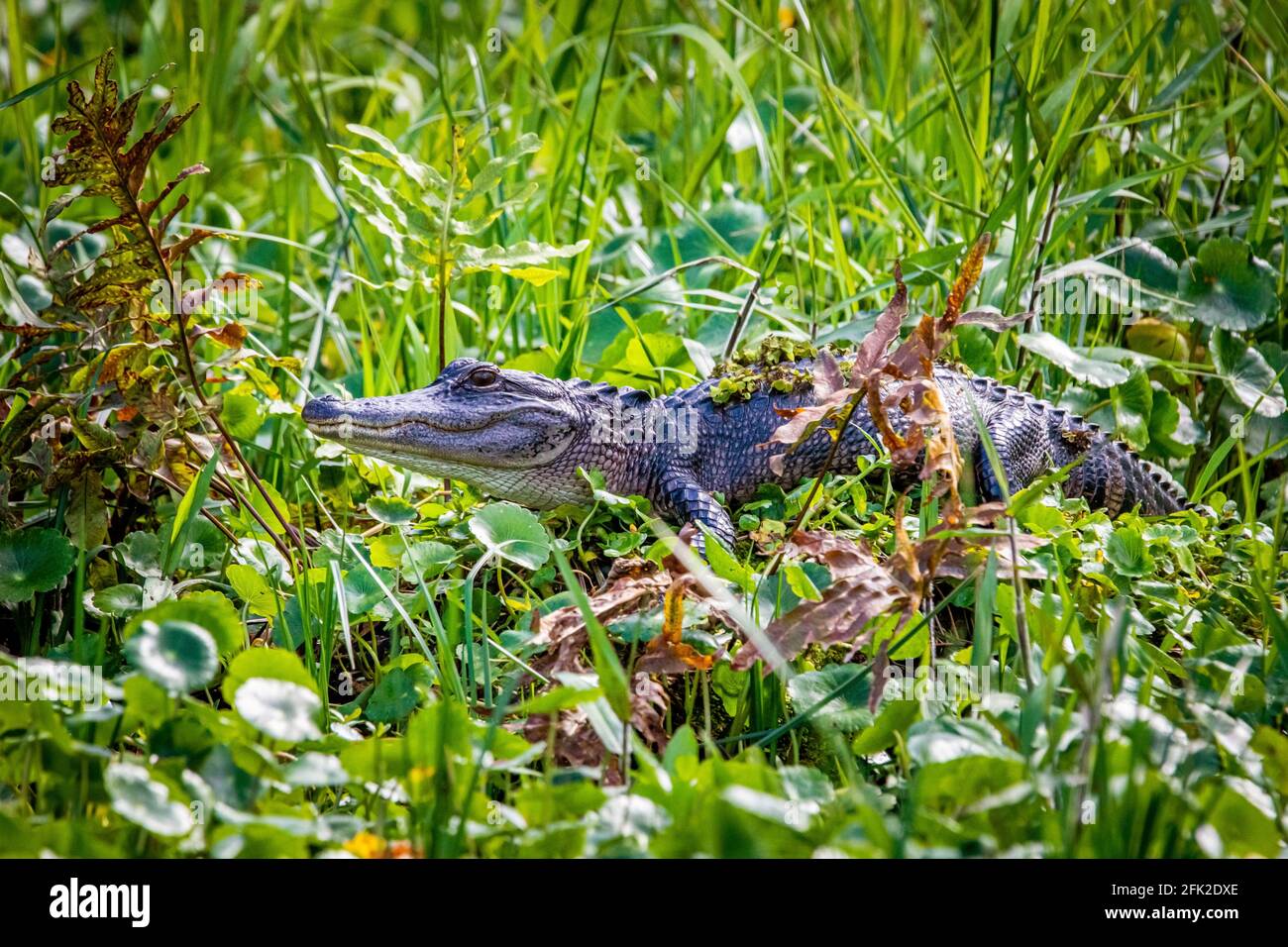 Large alligator laying in the grass under the sun alone Stock Photo - Alamy