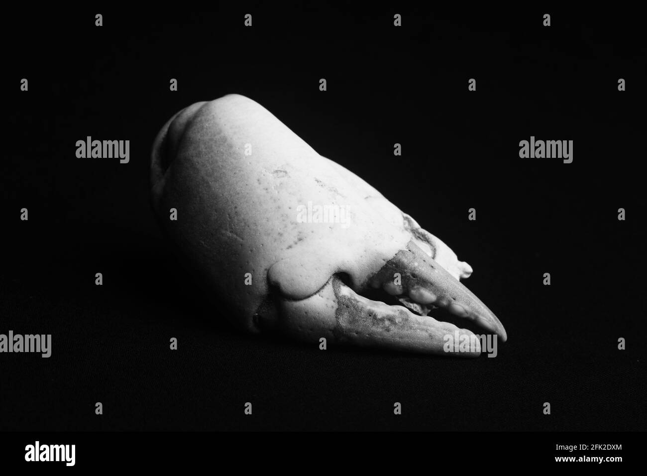 crab bone on black background Stock Photo - Alamy