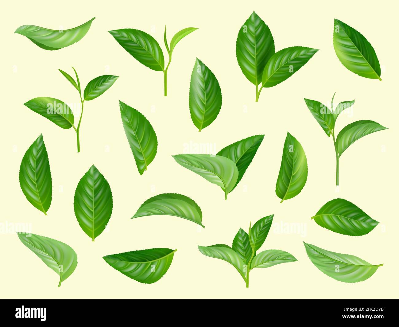 Green leaves set. Plants natural aromatic herbs vector realistic ...