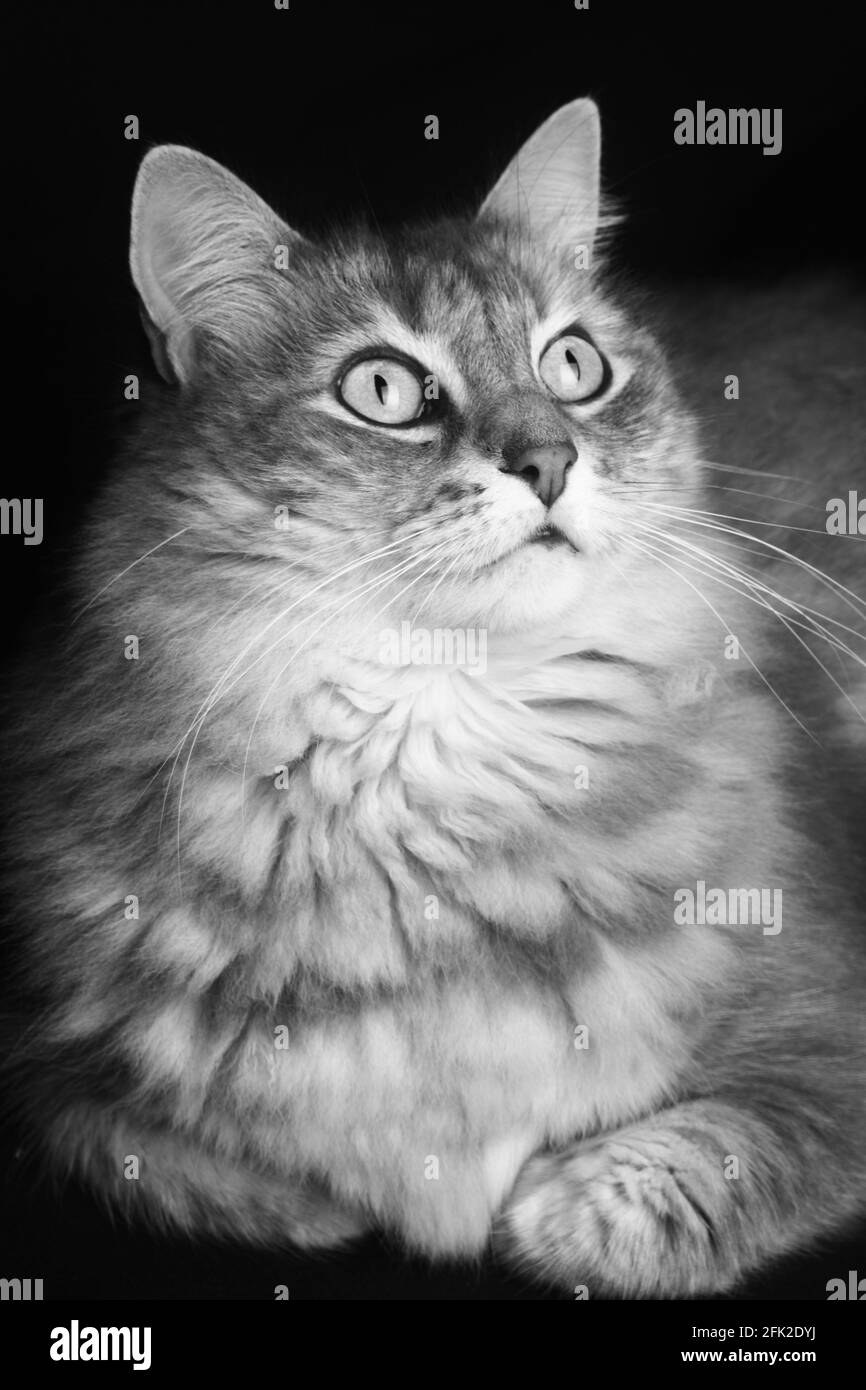 portrait of a angora cat whit long hair Stock Photo - Alamy