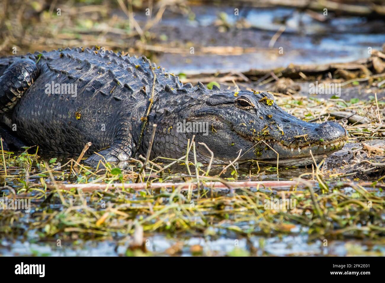 Large alligator laying in the grass under the sun alone Stock Photo - Alamy