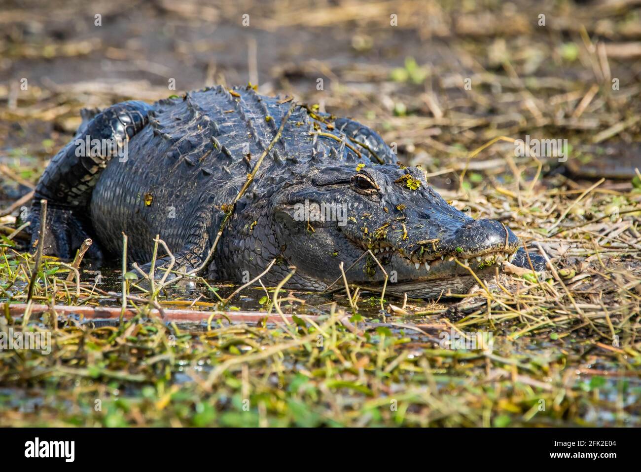 Large alligator laying in the grass under the sun alone Stock Photo - Alamy