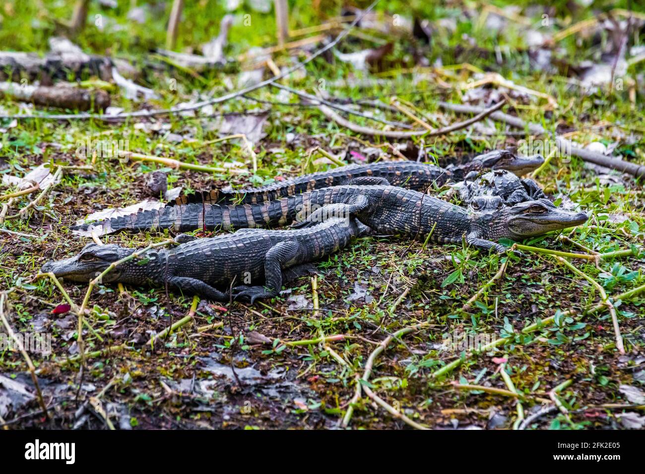 American alligator mother reptile hi-res stock photography and images ...