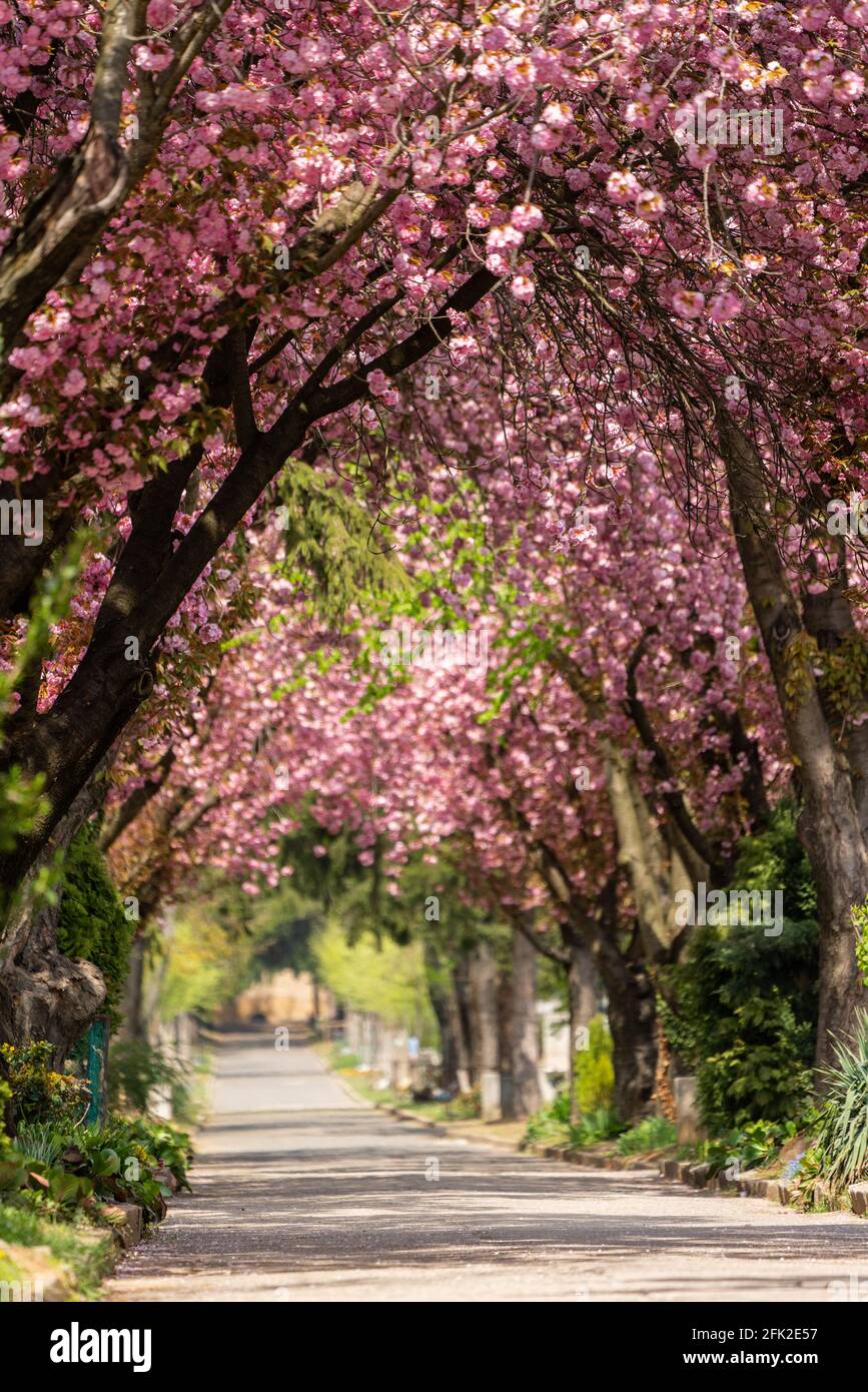 Blossoming large cherry trees hi-res stock photography and images - Alamy