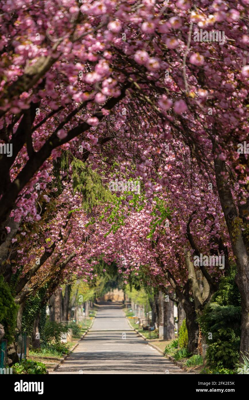 Blossoming large cherry trees hi-res stock photography and images - Alamy