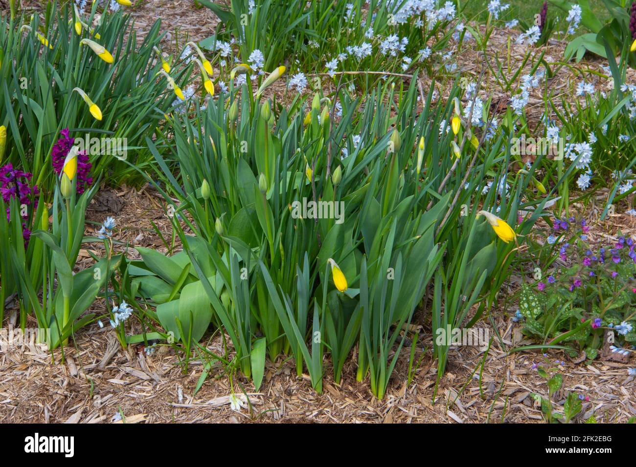 Spring flower bed Stock Photo - Alamy
