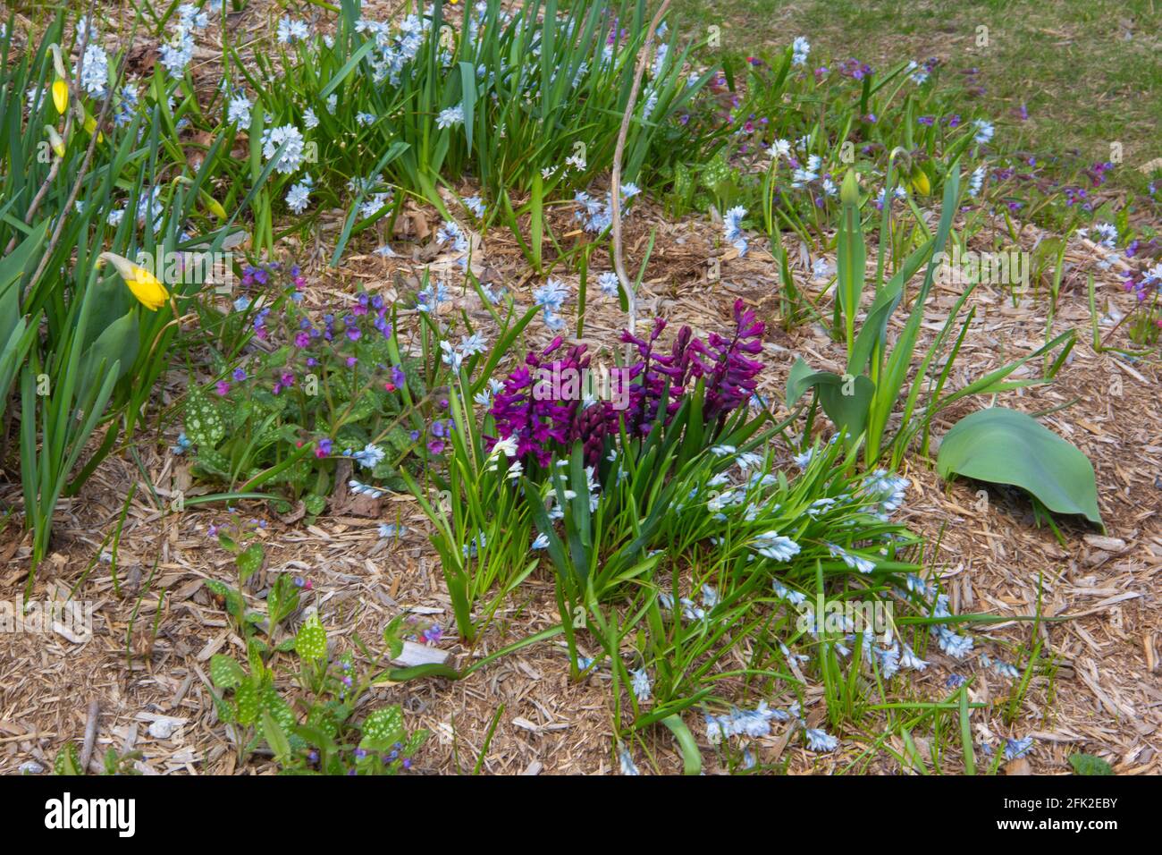 Spring flower bed Stock Photo - Alamy