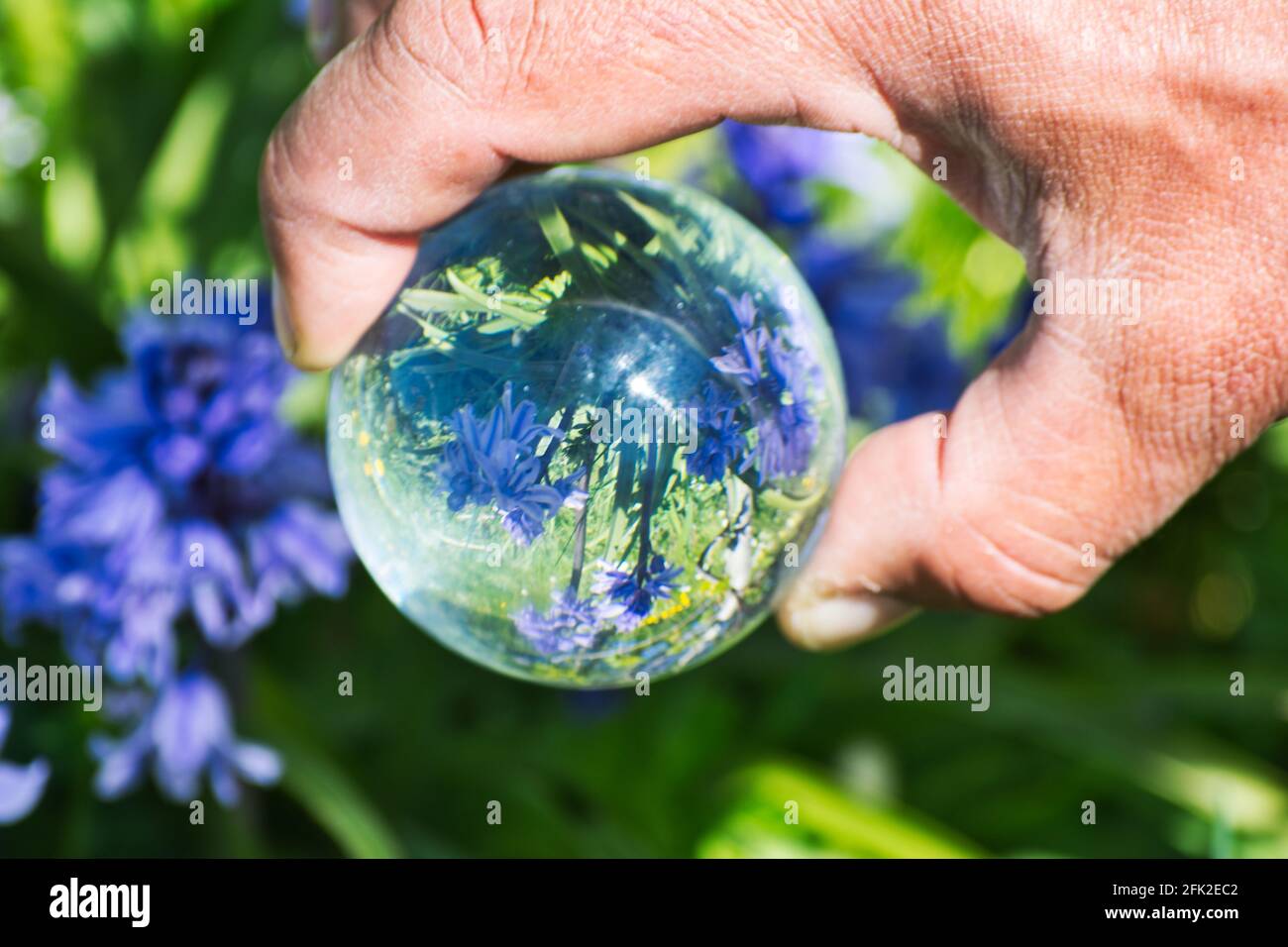 Blue flowers in the lens ball Stock Photo - Alamy