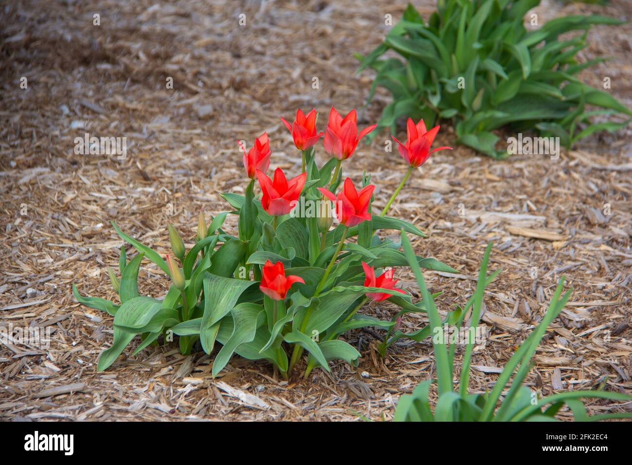 Spring flower bed Stock Photo - Alamy
