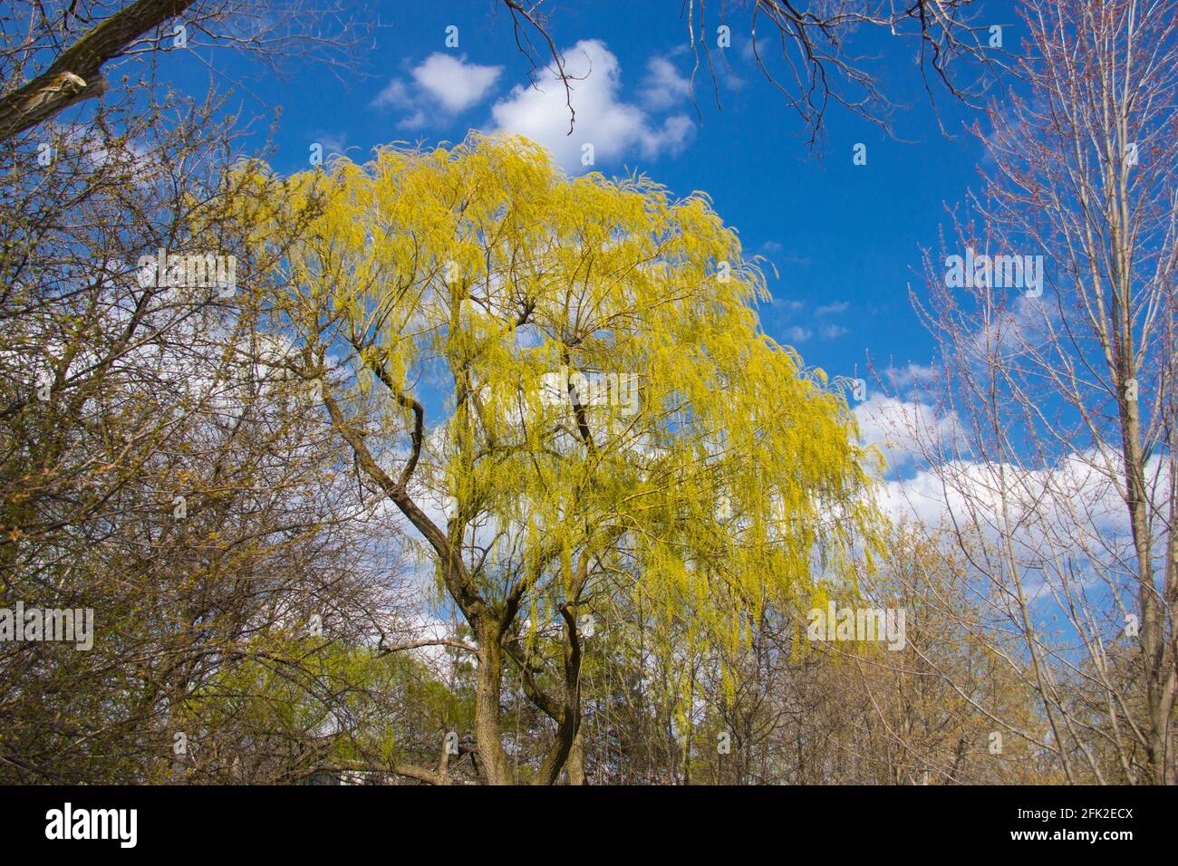Mature yellow tree Stock Photo - Alamy