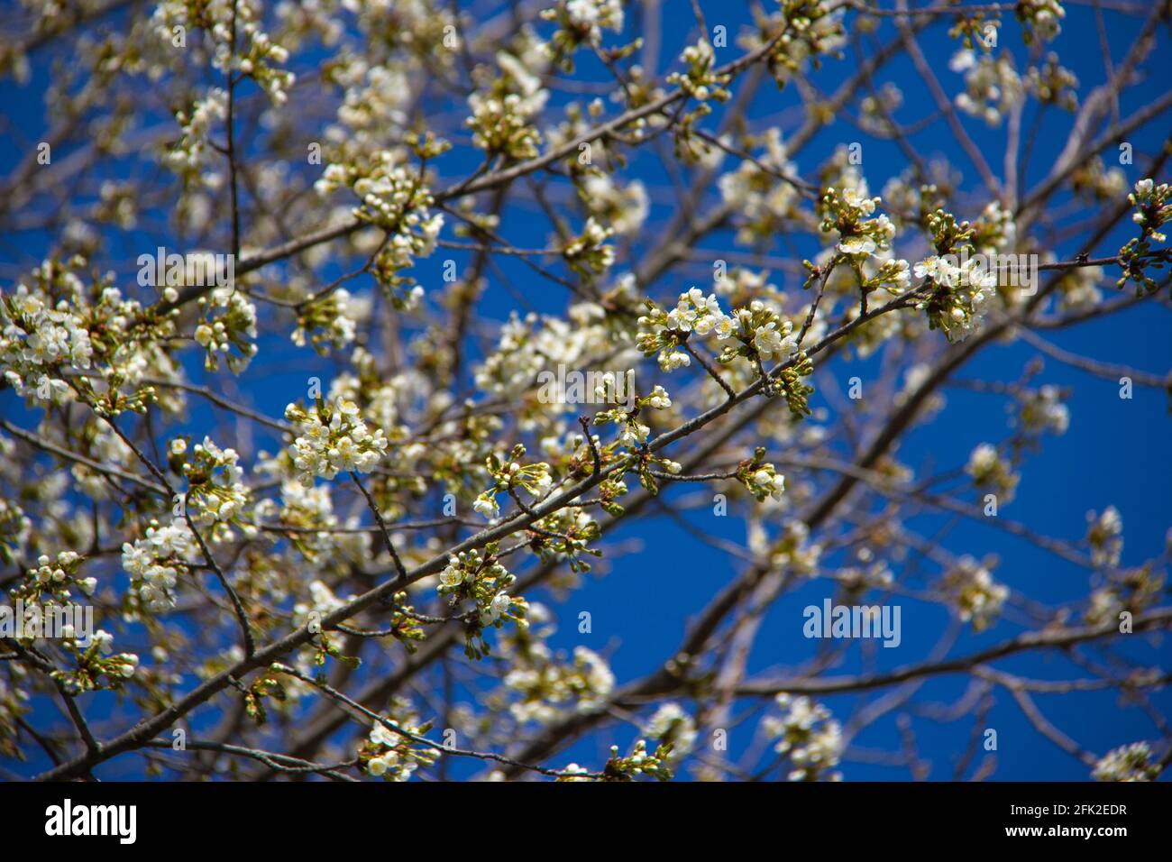 Twigs cherry apple tree blooming hi-res stock photography and images ...