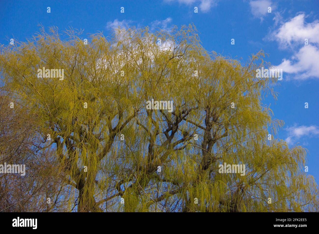 Mature yellow tree Stock Photo - Alamy
