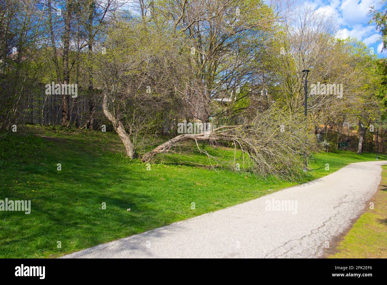 Broken tree in a hi-res stock photography and images - Alamy