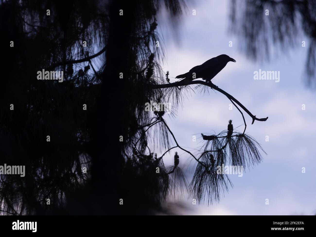 Crows on trees hi-res stock photography and images - Alamy
