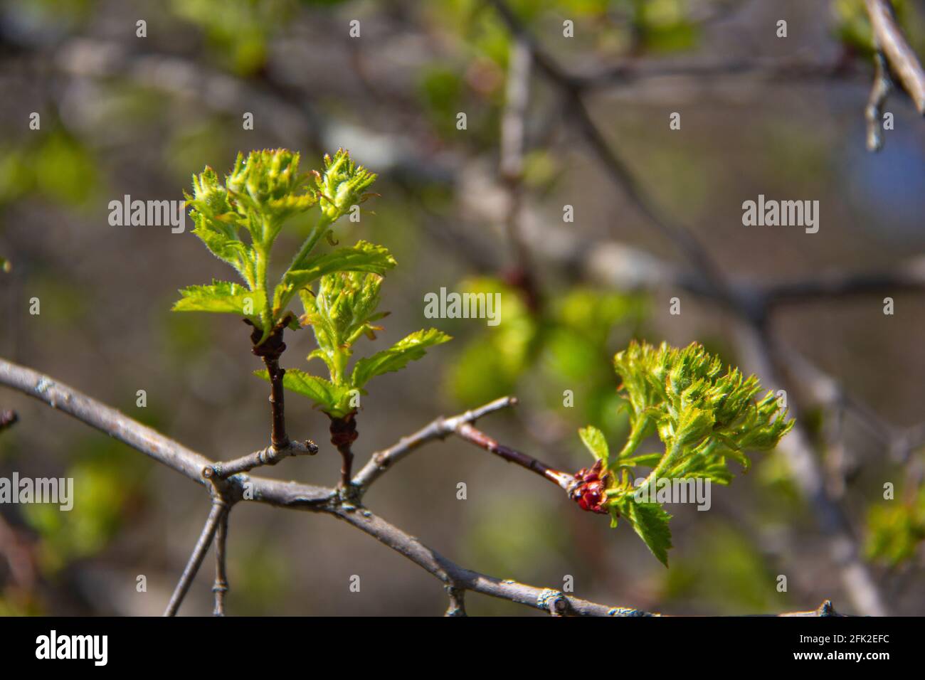 Leaves budding plants hi-res stock photography and images - Alamy