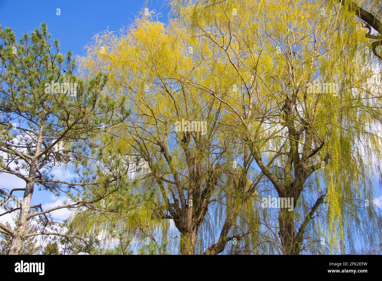 Mature yellow tree Stock Photo - Alamy
