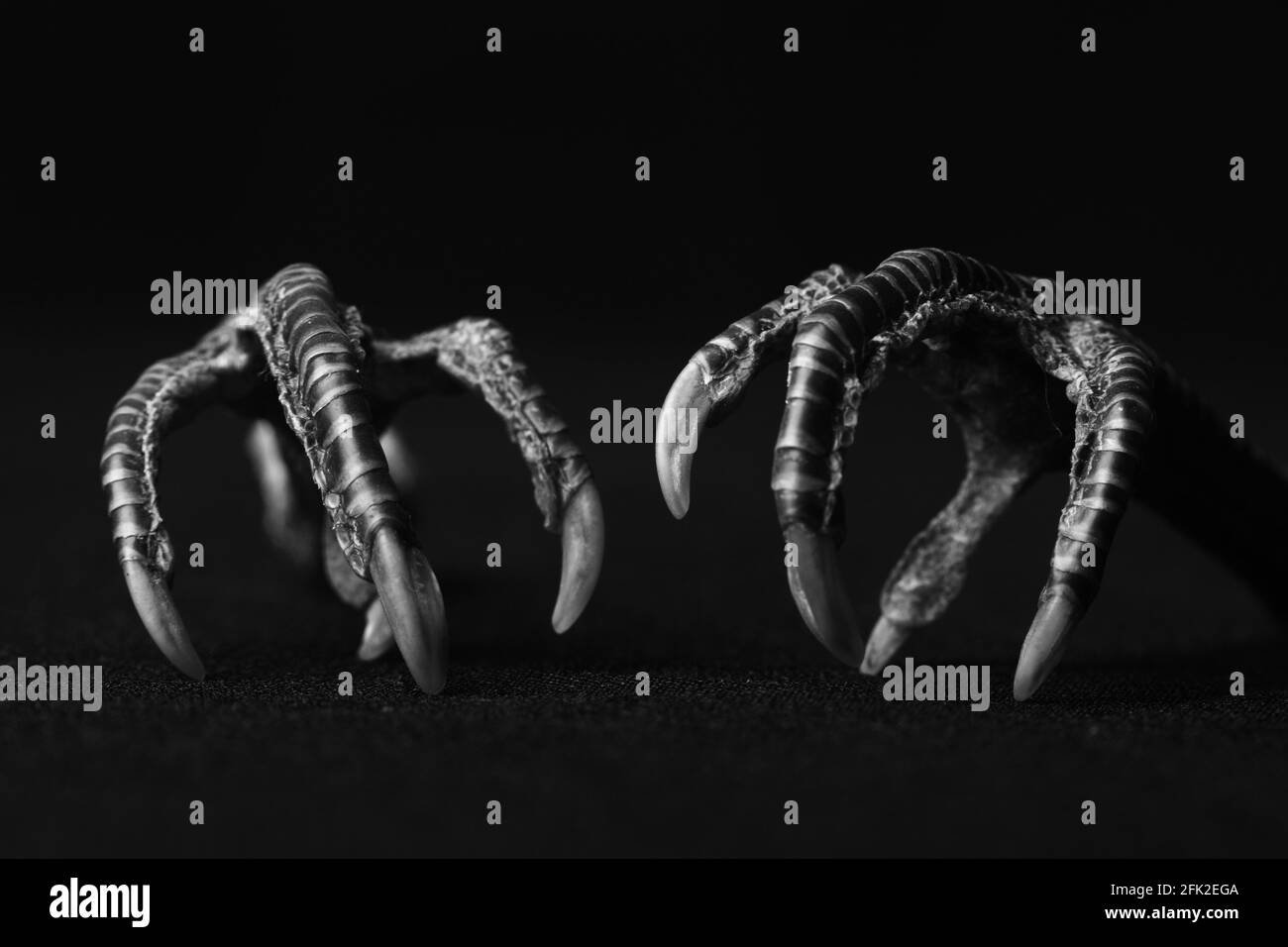 bird claws with black background Stock Photo - Alamy