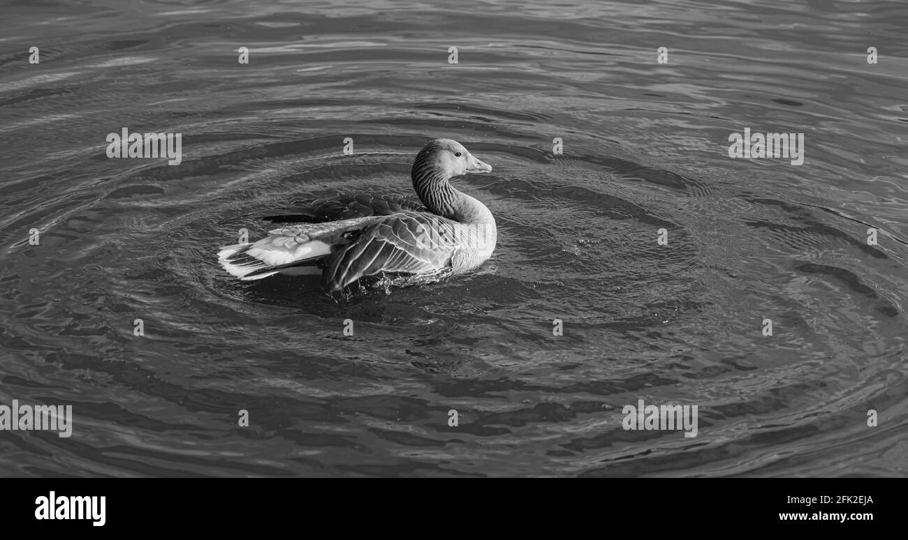 GreyLag Goose single portrait close up view washing and preening in ...