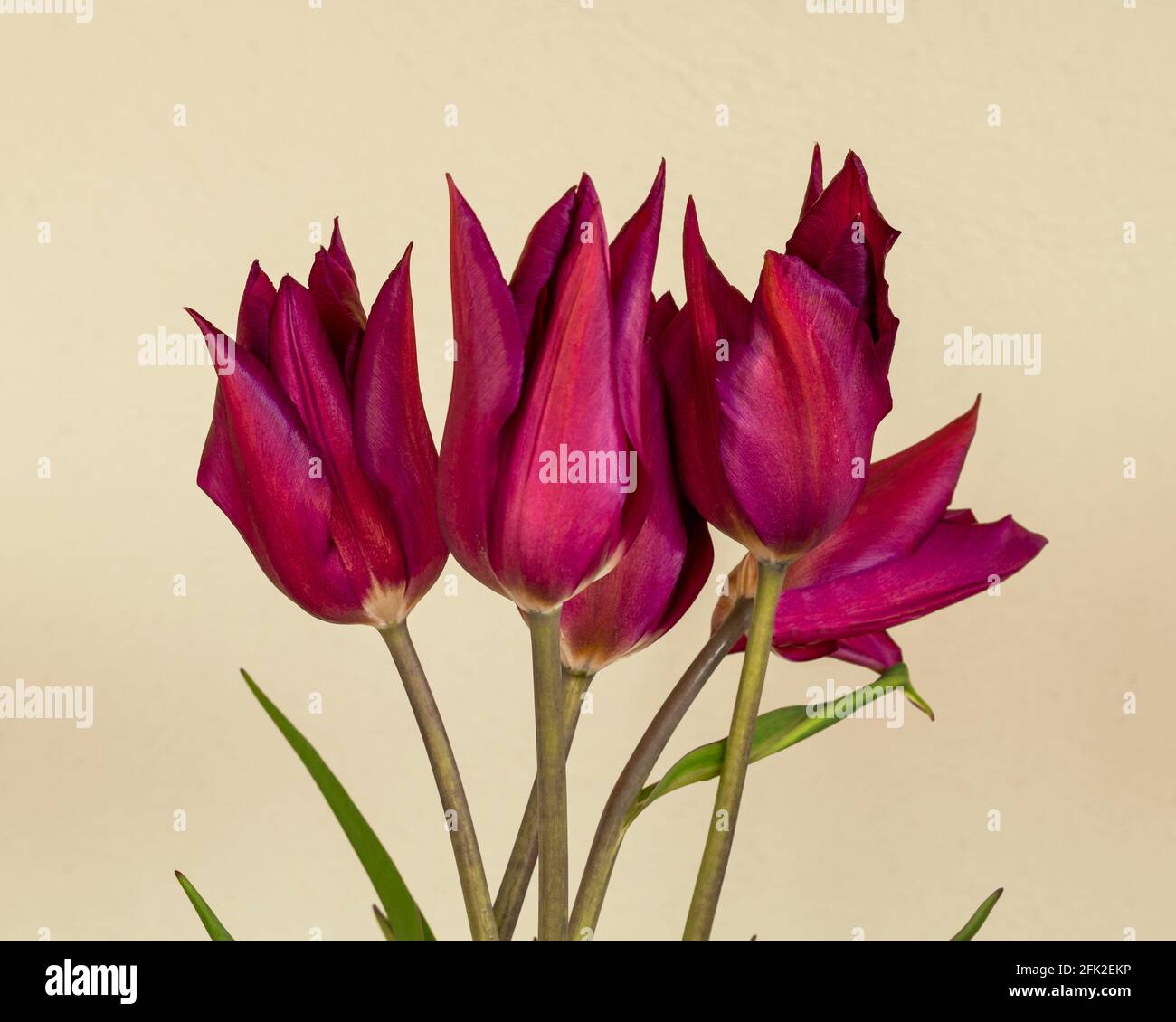 Beautiful cream background hi-res stock photography and images - Alamy