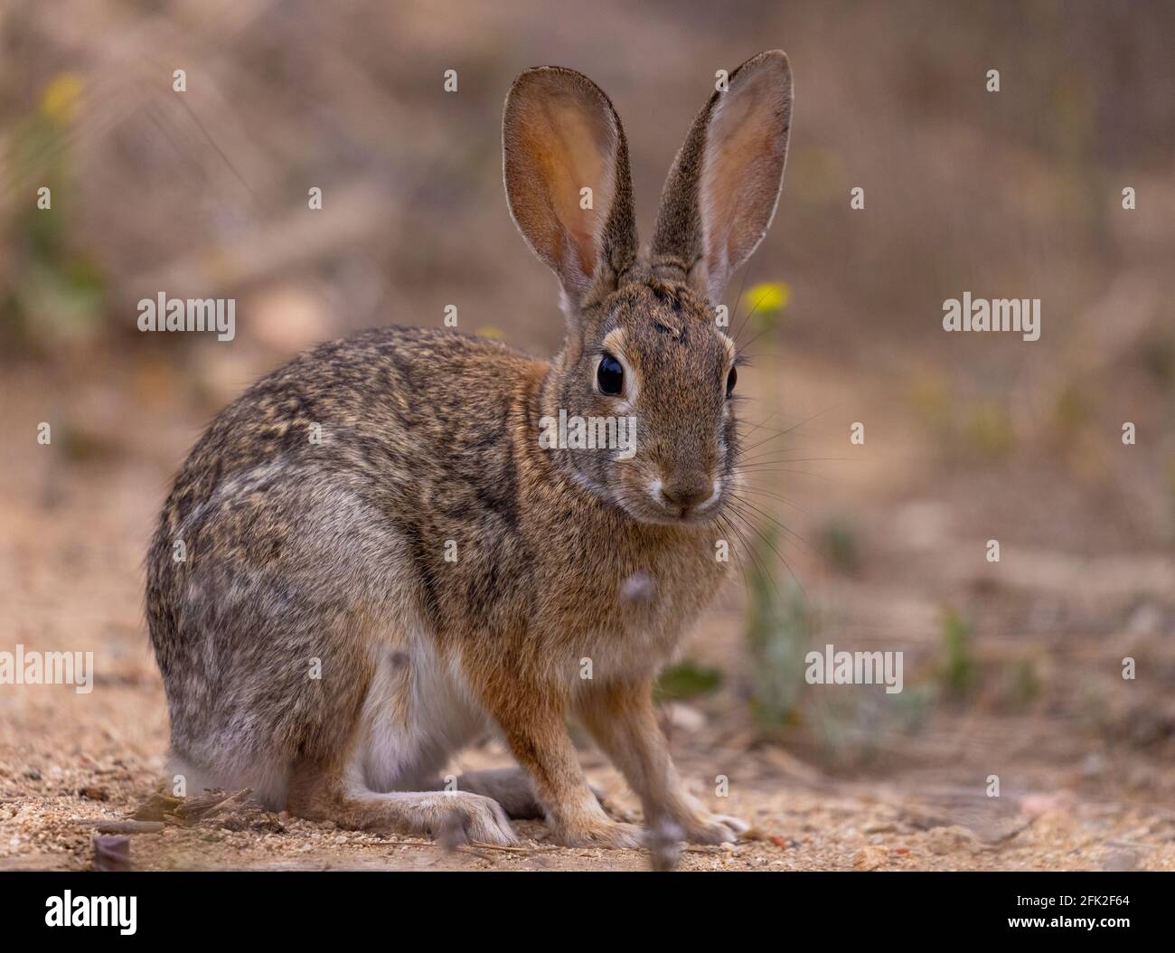 Wild rabbit 2021 hi-res stock photography and images - Alamy