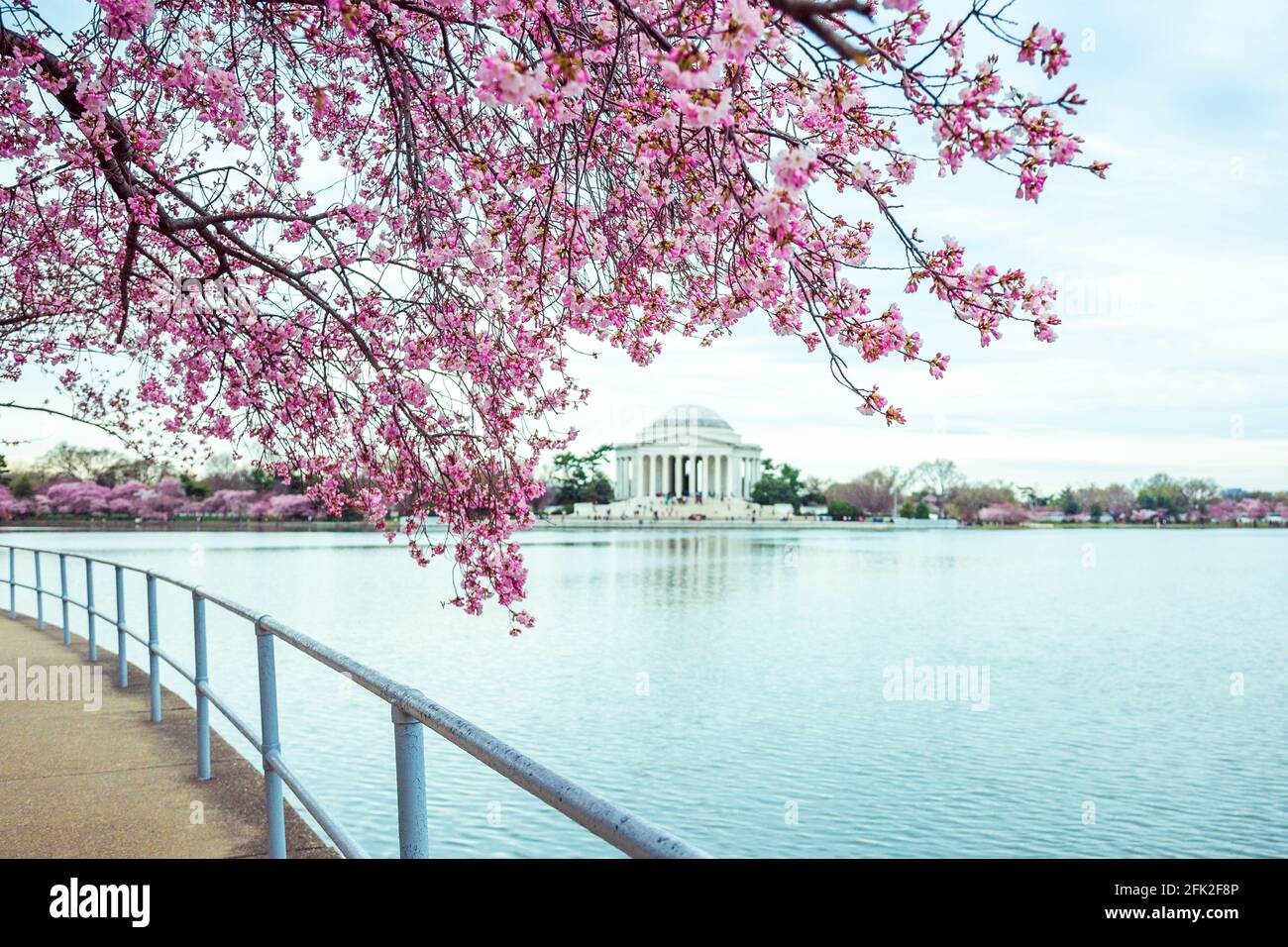 Cherry Blossom at Washington DC, US Stock Photo - Alamy