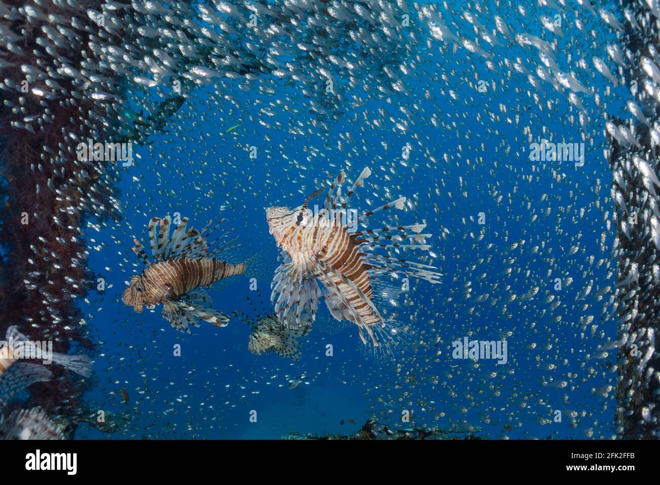 Lion fish in the Red Sea colorful fish, Eilat Israel Stock Photo - Alamy