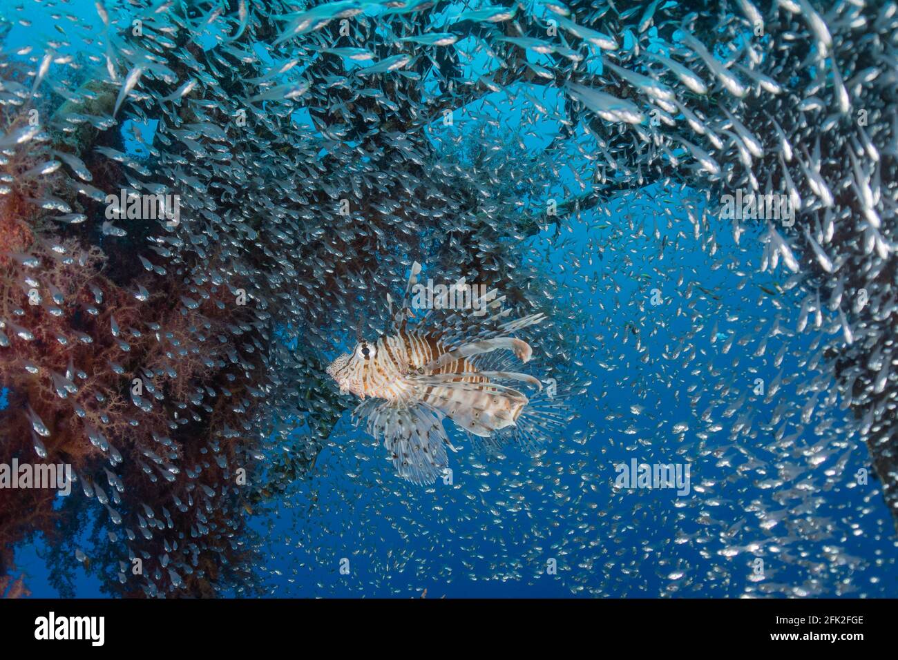 Lion fish in the Red Sea colorful fish, Eilat Israel Stock Photo - Alamy