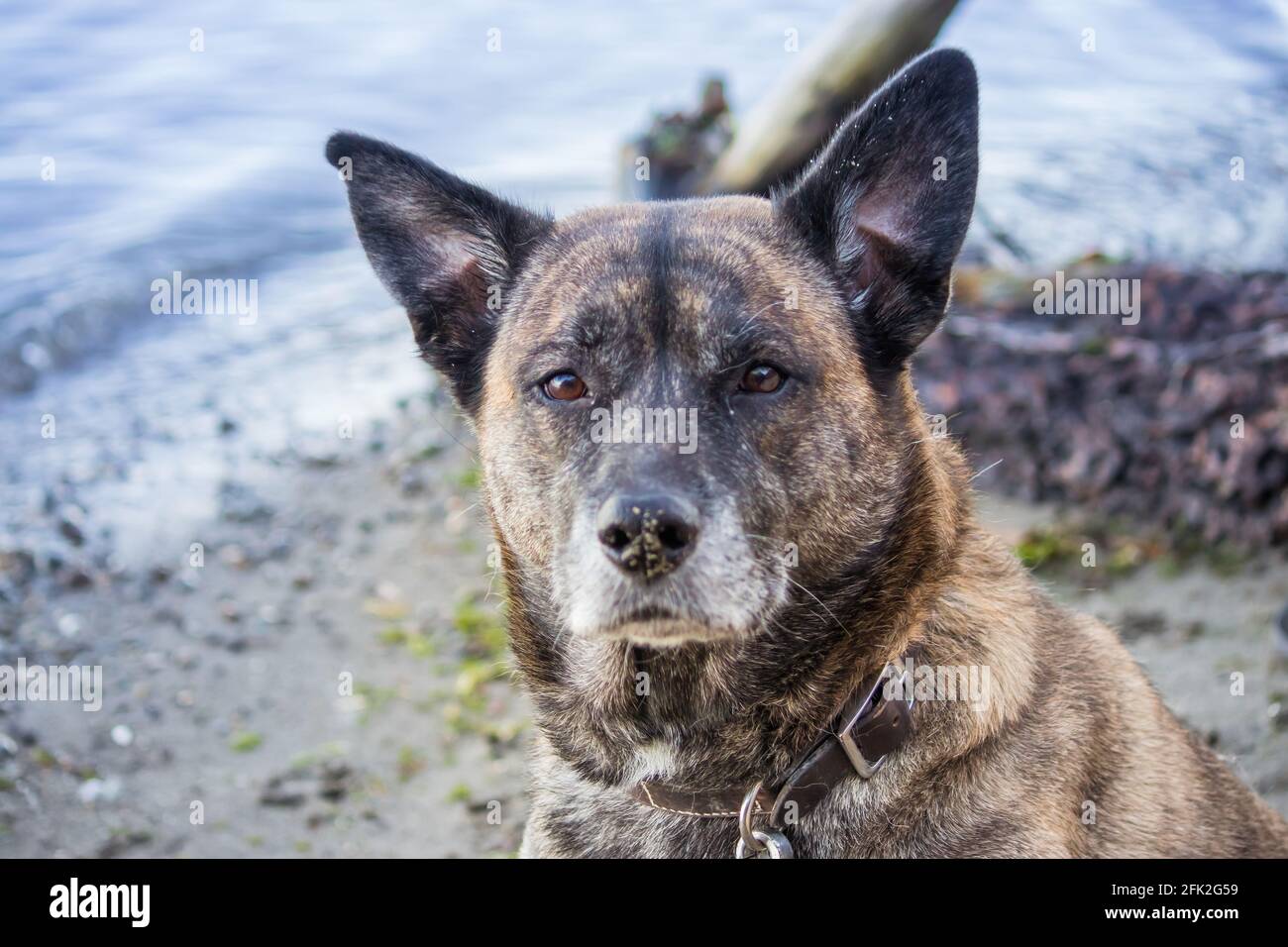 brown and gray brindle dog sitting along side shoreline Stock Photo - Alamy