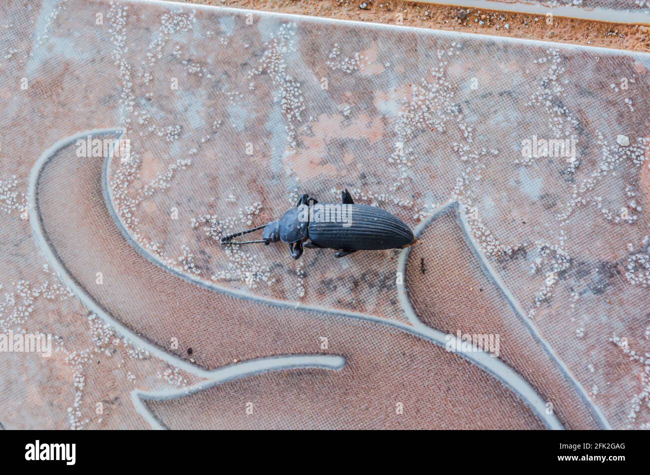 Black Bug On Tile Floor Inside Stock Photo - Alamy
