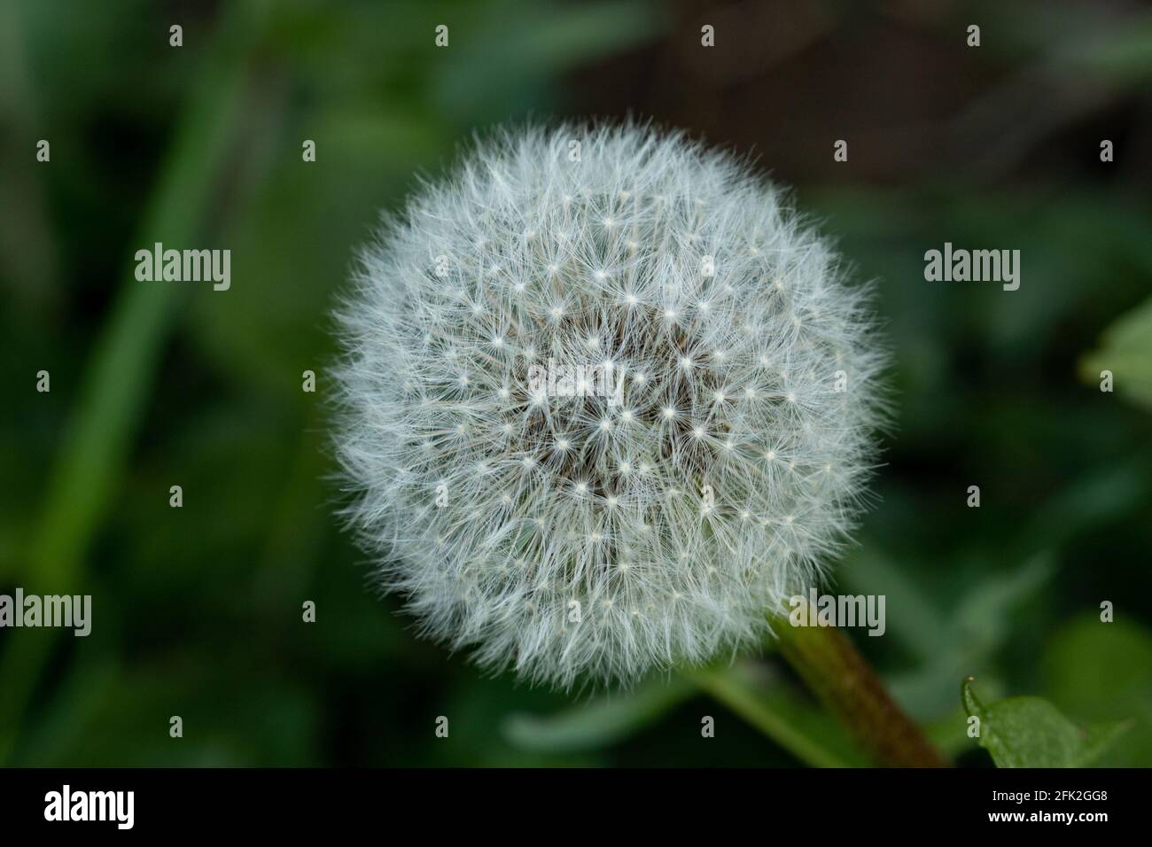 Fluff flower hi-res stock photography and images - Alamy