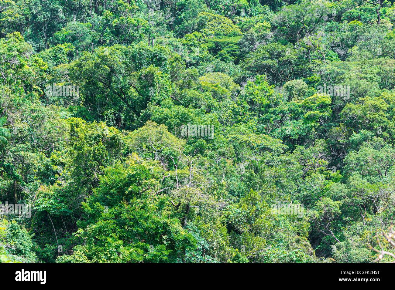 Landscape of a trees and the green vegetation of the brazilian Cerrado ...
