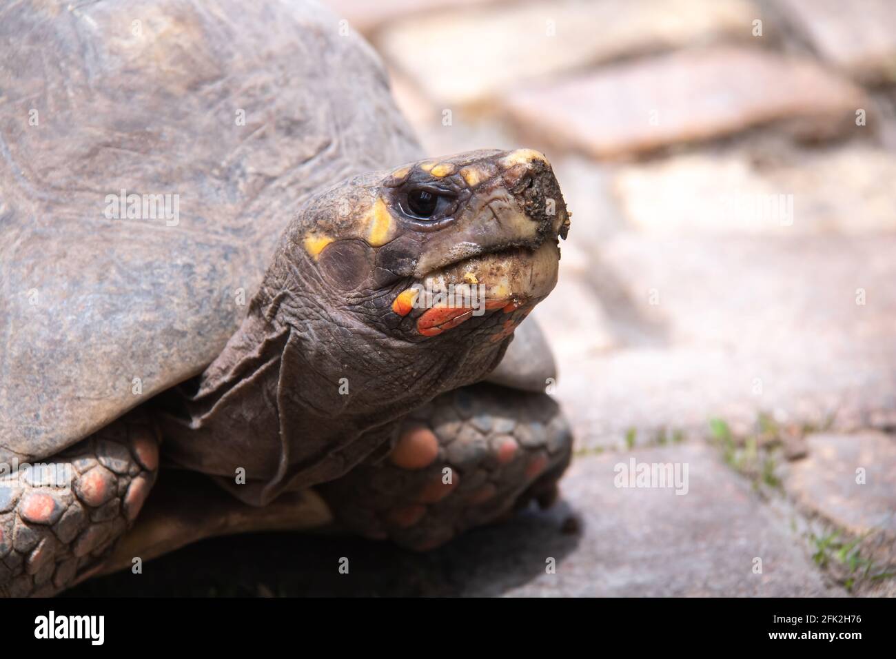 Passive aggressive turtle hi-res stock photography and images - Alamy